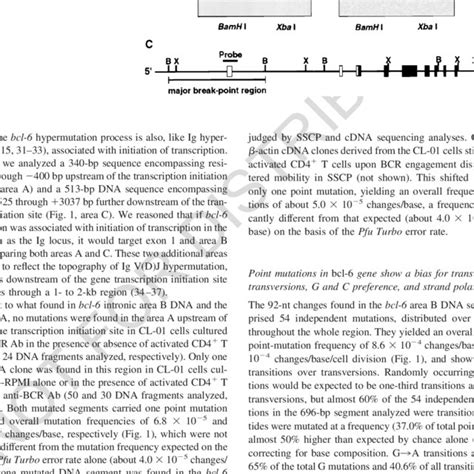 Germline Configuration Of The Bcl 6 Gene In Cl 01 Cells Southern Blot
