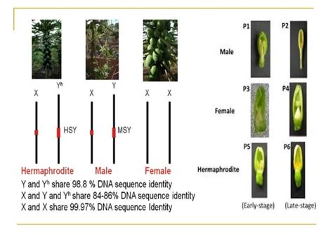 Sex Determination In Papaya PPT