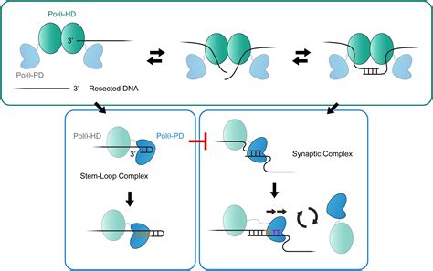 Sequential Requirements For Distinct Polθ Domains During Theta Mediated End Joining Molecular Cell
