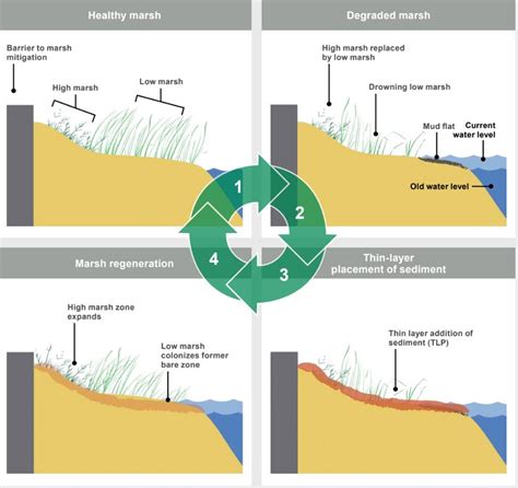 Thin Layer Sediment Placement Nerra