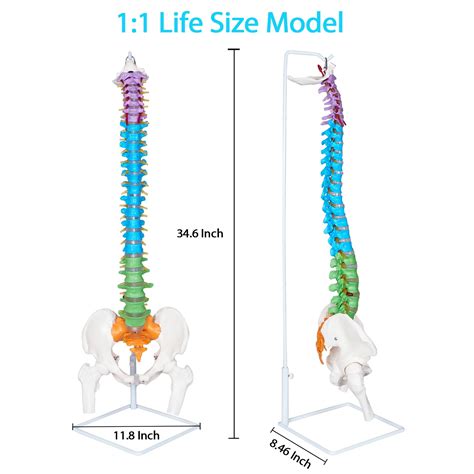 Nlshan 346 Full Size Human Spine Skeleton Model Color Anatomical