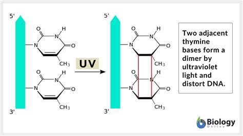 Mutagen Definition And Examples Biology Online Dictionary