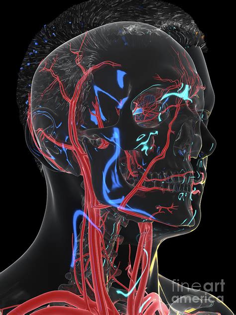 Vascular System Of The Head 13 By 3dmedisphere Science Photo Library