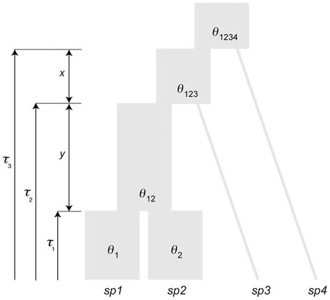 Scheme of the species tree used for computer simulations θ present Download Scientific