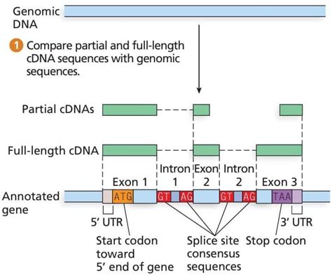 Hanaa Fayed On Linkedin Experimental Approaches To Structural Annotation‼ Structural Annotation…