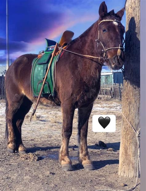 Морьтон Монгол Гэгээн өглөөний мэнд🤗🤗 Шинэ долоо хоногын