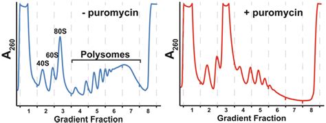 Measuring Mrna Translation By Polysome Profiling Springerlink