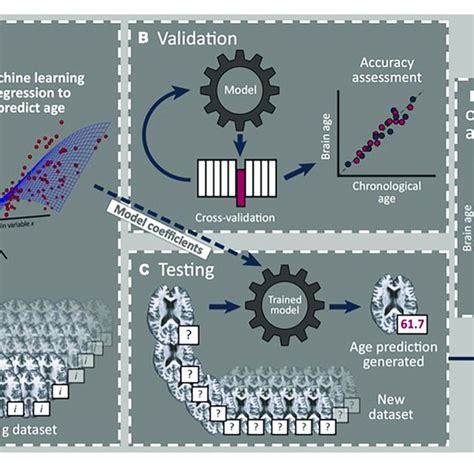 Summary Of Brain Age Prediction Using A Supervised Machine Learning