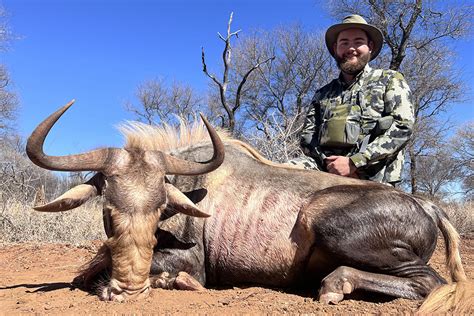 Wildebeest Blue Rifle Hunting Dries Visser Safaris