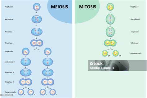 Comparison Of Mitosis And Meiosis