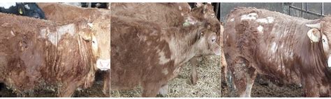 For Better Health Mycotoxin Binders In Beef Cattle Milling And Grain