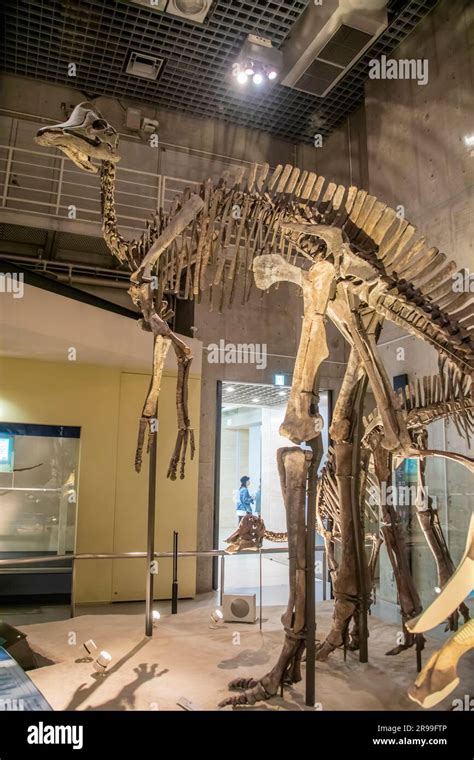 Hypacrosaurus Skeleton