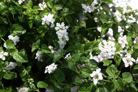 Lantana Montevidensis Trailing White Creekside Nursery