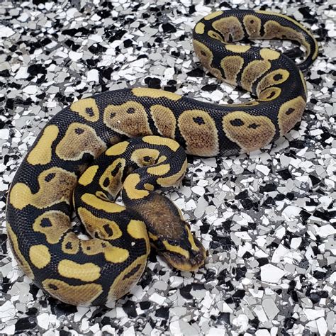 Enhancer Het Clown 66 G Stripe 50 Cryptic Ball Python By Mutation
