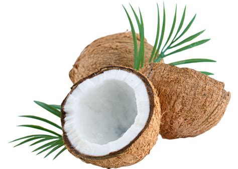 코코넛 현실적인 코코넛 고기 맛있는 벡터 코코넛 식물 보태니컬 Png 일러스트 및 이미지 에 대한 무료 다운로드 Pngtree