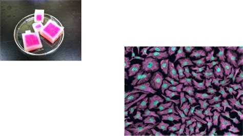 Unit 2 Cell Structure And Function WS AP Biology
