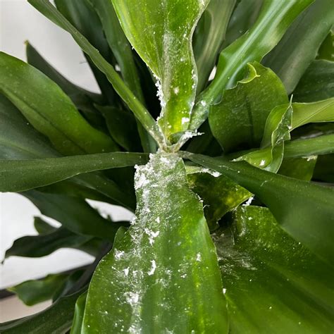 [나눈질문1] 화분에 하얀 곰팡이 지식in