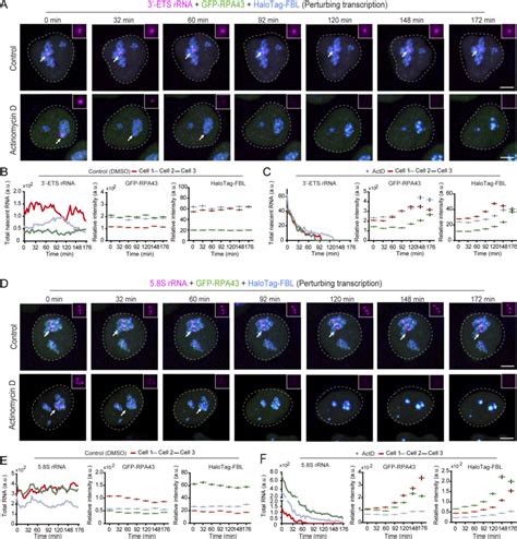 Liveart Monitors The Dynamic Process Of Nucleolar Segregation Induced Download Scientific