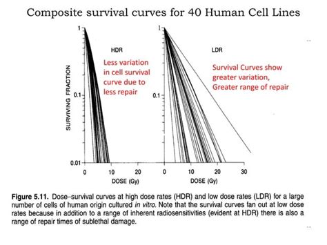 Cell Survival Curve