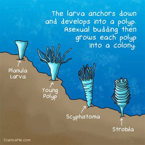 How Do Jellyfish Have Sex Science Me