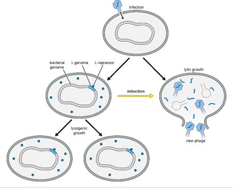 Figure 16 12 From Gene Regulation In Prokaryotes Semantic Scholar