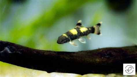 12 Algae Eaters The Good The Bad And The Useless