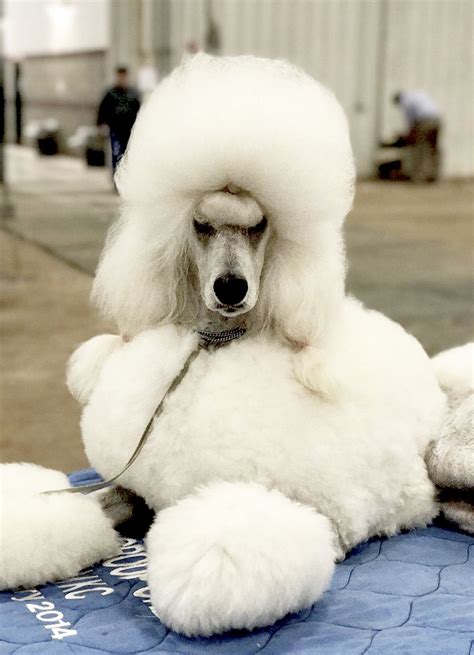 Available Akc Registered Standard Poodle Puppies For Sale Artofit
