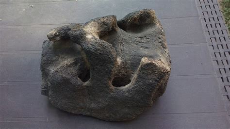 unknown fossil fossil id the fossil forum