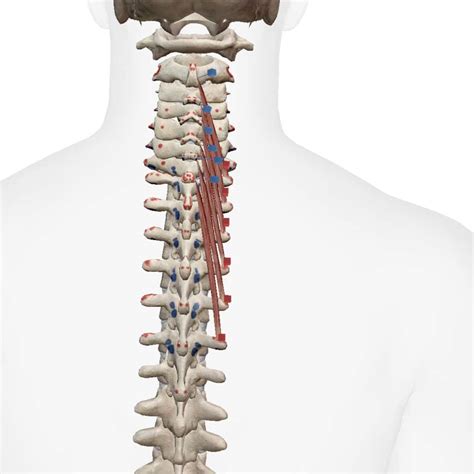 Semispinalis Cervicis Kettlebell Monster™