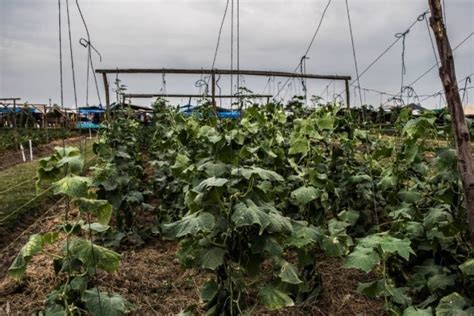 Trellising Twine Greenhouse Agroduka Limited