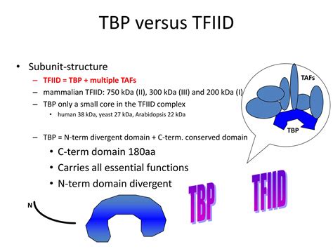 Tata Binding Protein Pptx