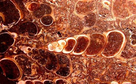 Gastropod Archives Cochise College Geology
