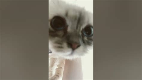 Noob Cat Youtube