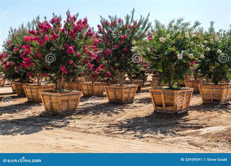 Boxed Trees Nursery Stock Image Image 32939591