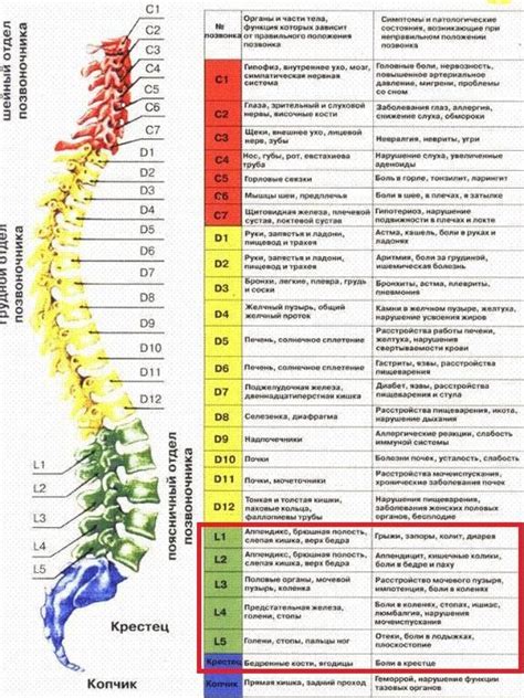 Дорсопатия пояснично крестцового отдела позвоночника: симптомы ...