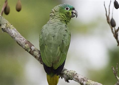 Top 12 Loudest Birds In The World
