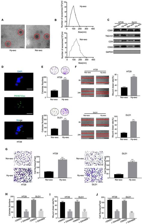 Exosomes Derived From Hypoxic Crc Cells Increase The Proliferation Download Scientific Diagram