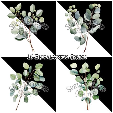 Eucalyptus Sprigs Clipart Commercial Use Instant Download Etsy
