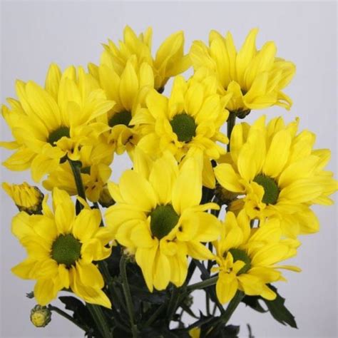 Chr T Copa Ferdinand Doo