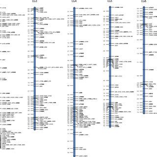 The Sex Average Maps For Linkage Groups 17 SNP IDs In Bold Indicate Download Scientific