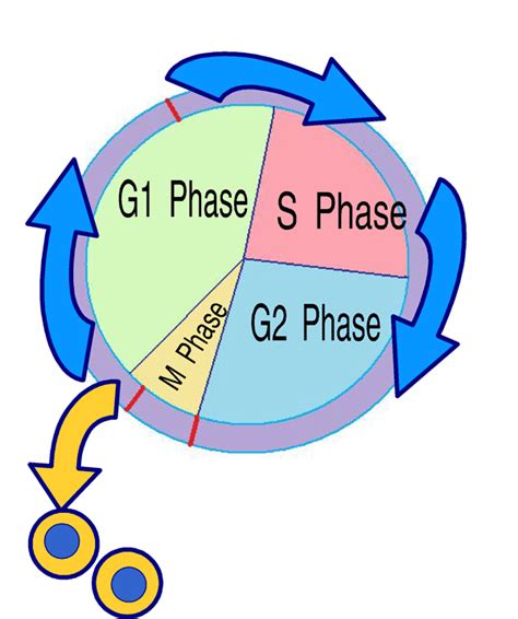 Simple Cell Cycle Diagram Free Image Download