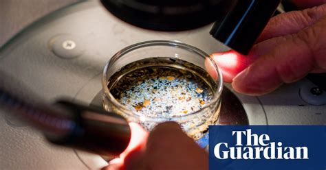 Pfas And Microplastics Become More Toxic When Combined Research Shows