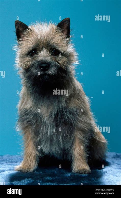 Cairn Terrier Dachshund Mix Puppies