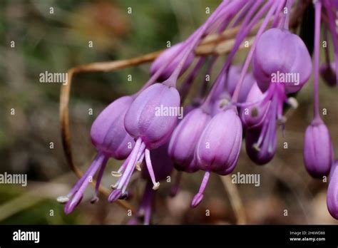 Allium Carinatum Subsp Pulchellum Allium Cirrhosum Amaryllidaceae