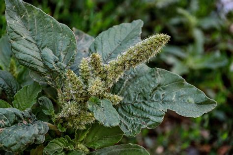 Amaranthus Retroflexus Изображение особи Плантариум