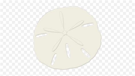 Sand Dollar 01 Graphic Sand Dollar Pngsand Dollar Png Free