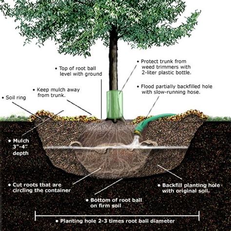 Planting Depth Green As It Gets