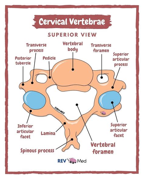 Cervical Vertebrae Diagram