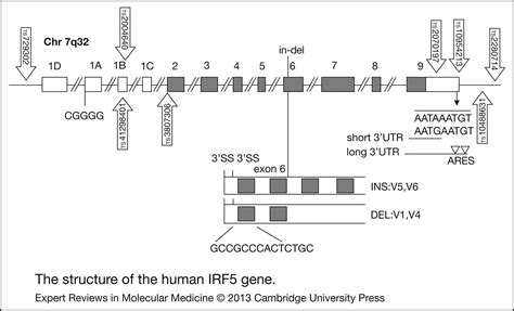 Interferon Regulatory Factor 5 And Autoimmune Lupus Expert Reviews In Molecular Medicine
