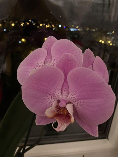 Hello May I Ask What Are Your Colour Predictions For This Cross Phal